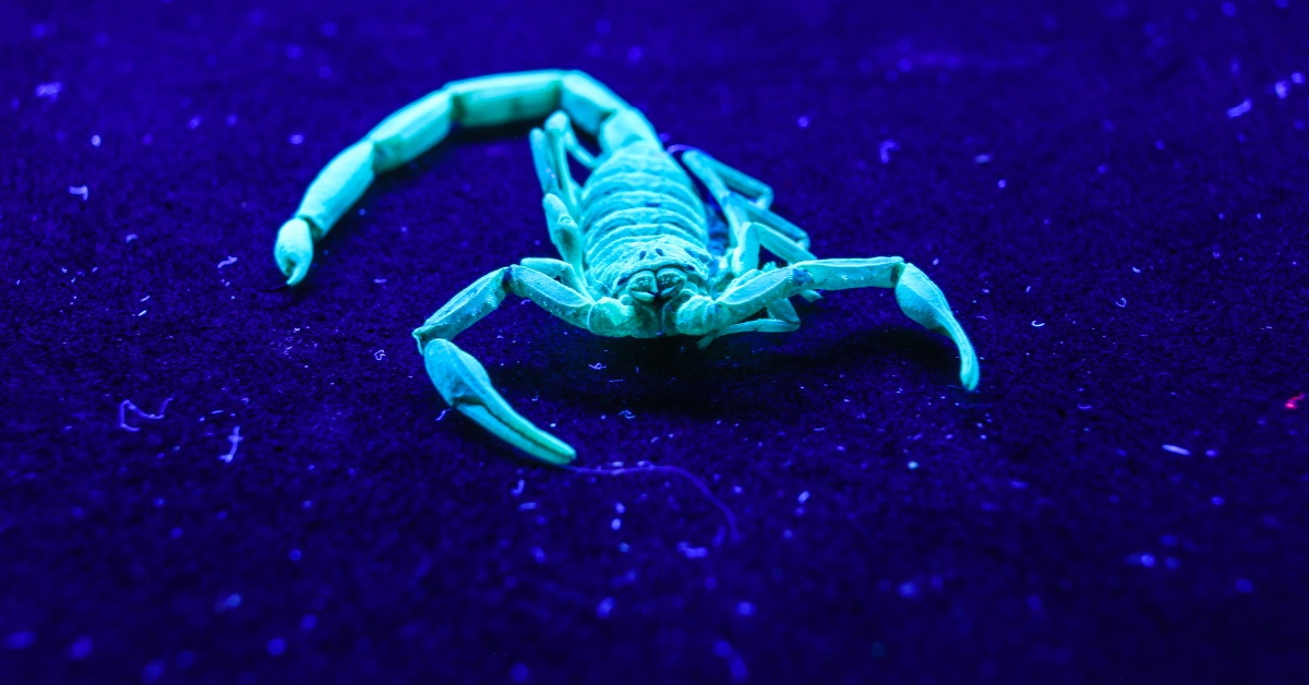 Shamoon: Destructive Threat Re-Emerges with New Sting in its Tail ...